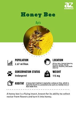 Honey Bee Animal Facts - Apis mellifera - A-Z Animals