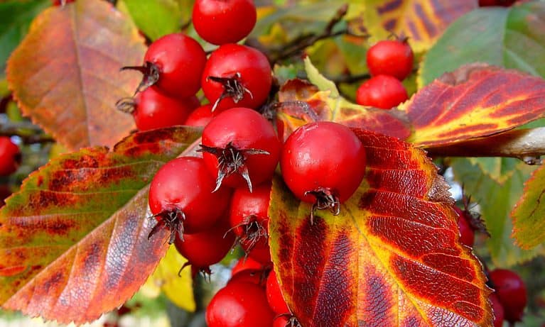 12 Incredible Trees Native to Maine - AZ Animals