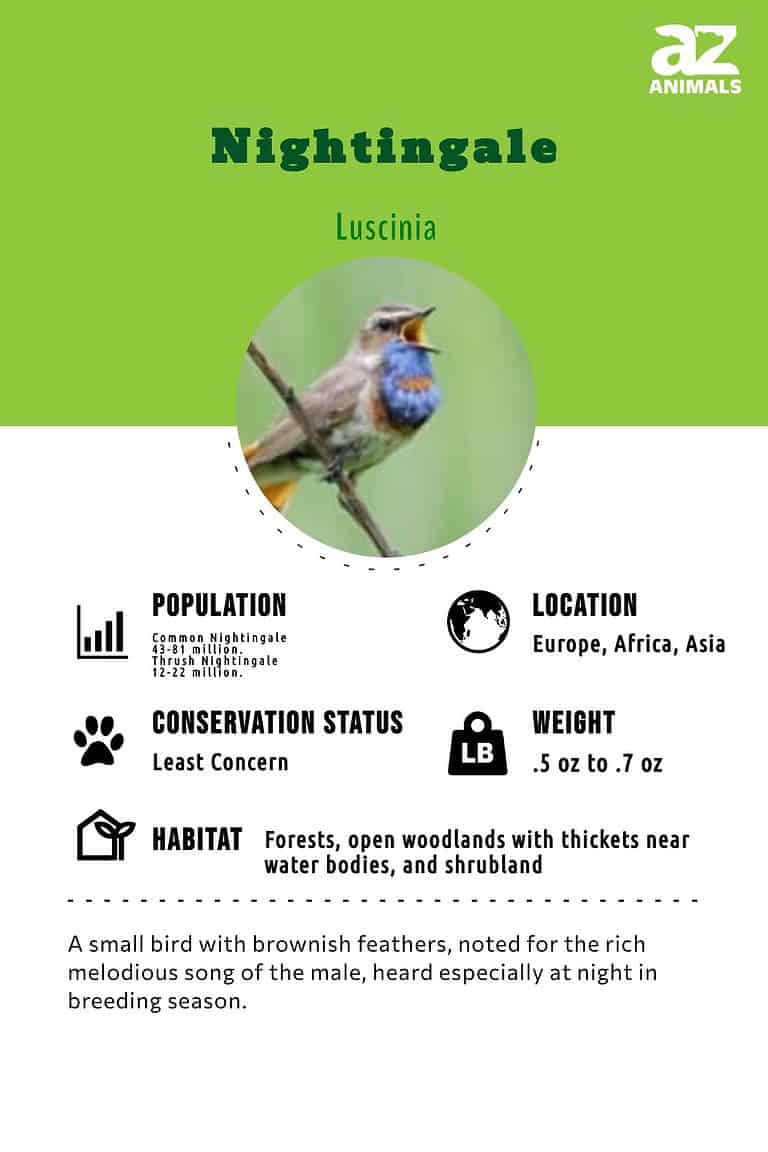 Nightingale Bird Facts - A-Z Animals