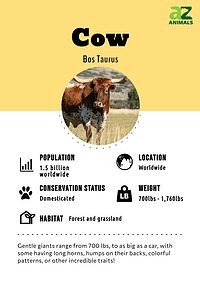 Cow Animal Facts - Bos taurus - A-Z Animals