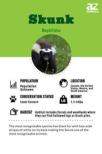 Skunk Animal Facts - Mephitidae - A-Z Animals