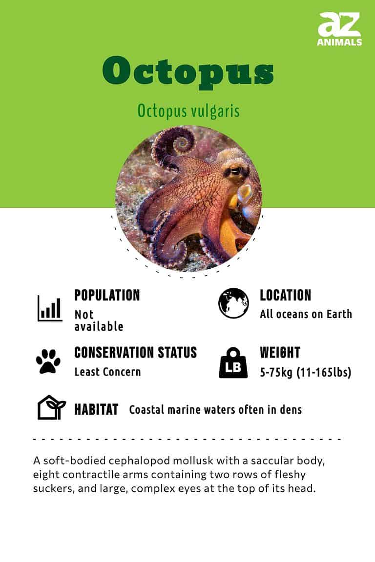 Octopus Animal Facts - Octopus Vulgaris - A-Z Animals