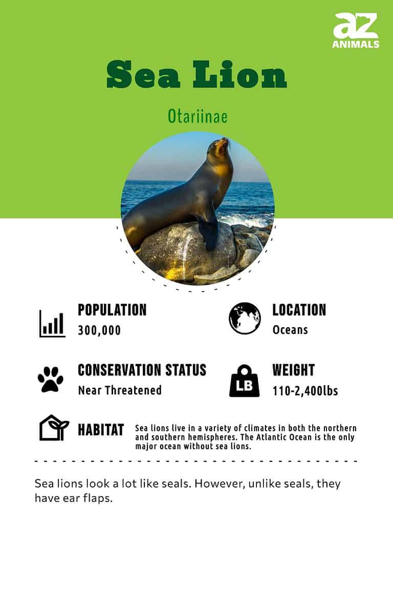 Sea Lion Animal Facts - Otariidae - A-Z Animals