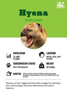 Hyena Animal Facts - Hyaenidae - A-Z Animals