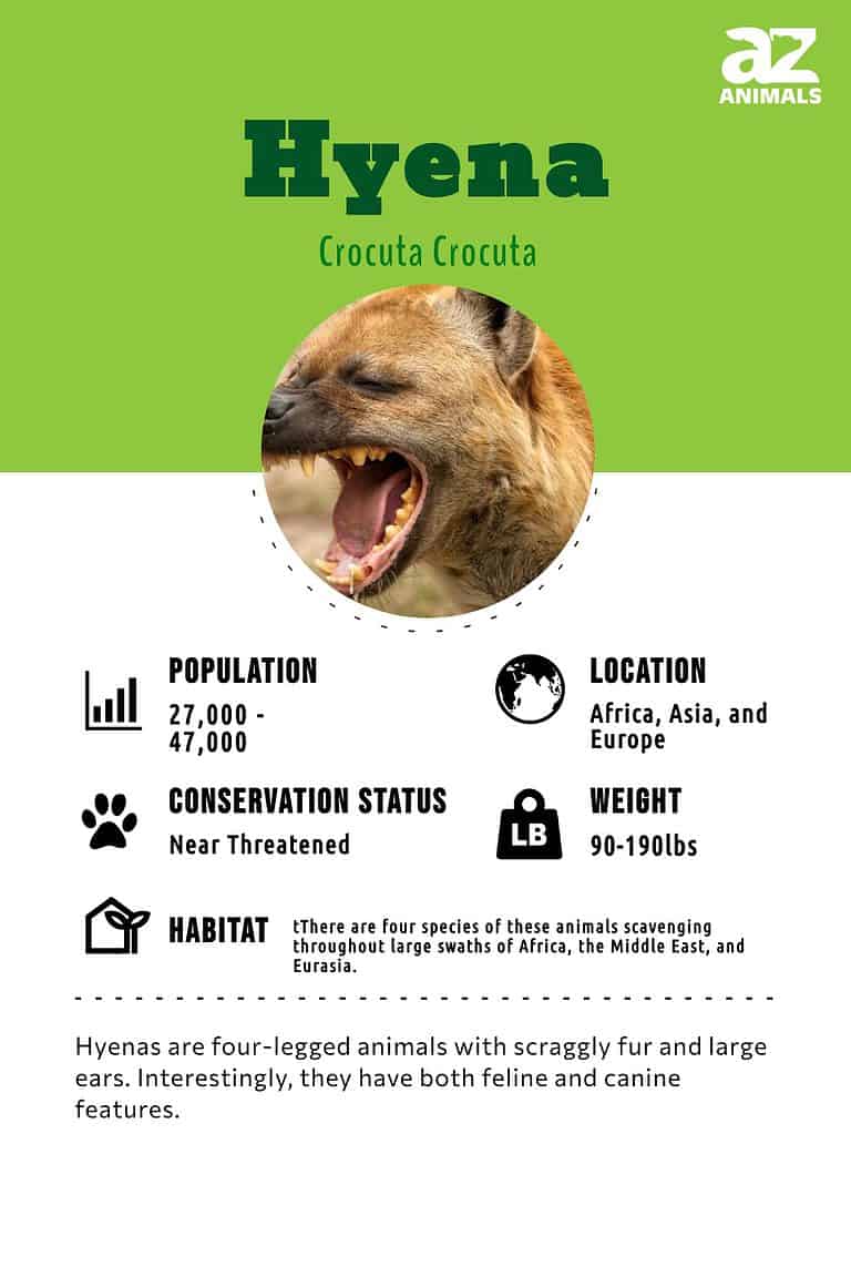 Hyena Animal Facts - Hyaenidae - A-Z Animals