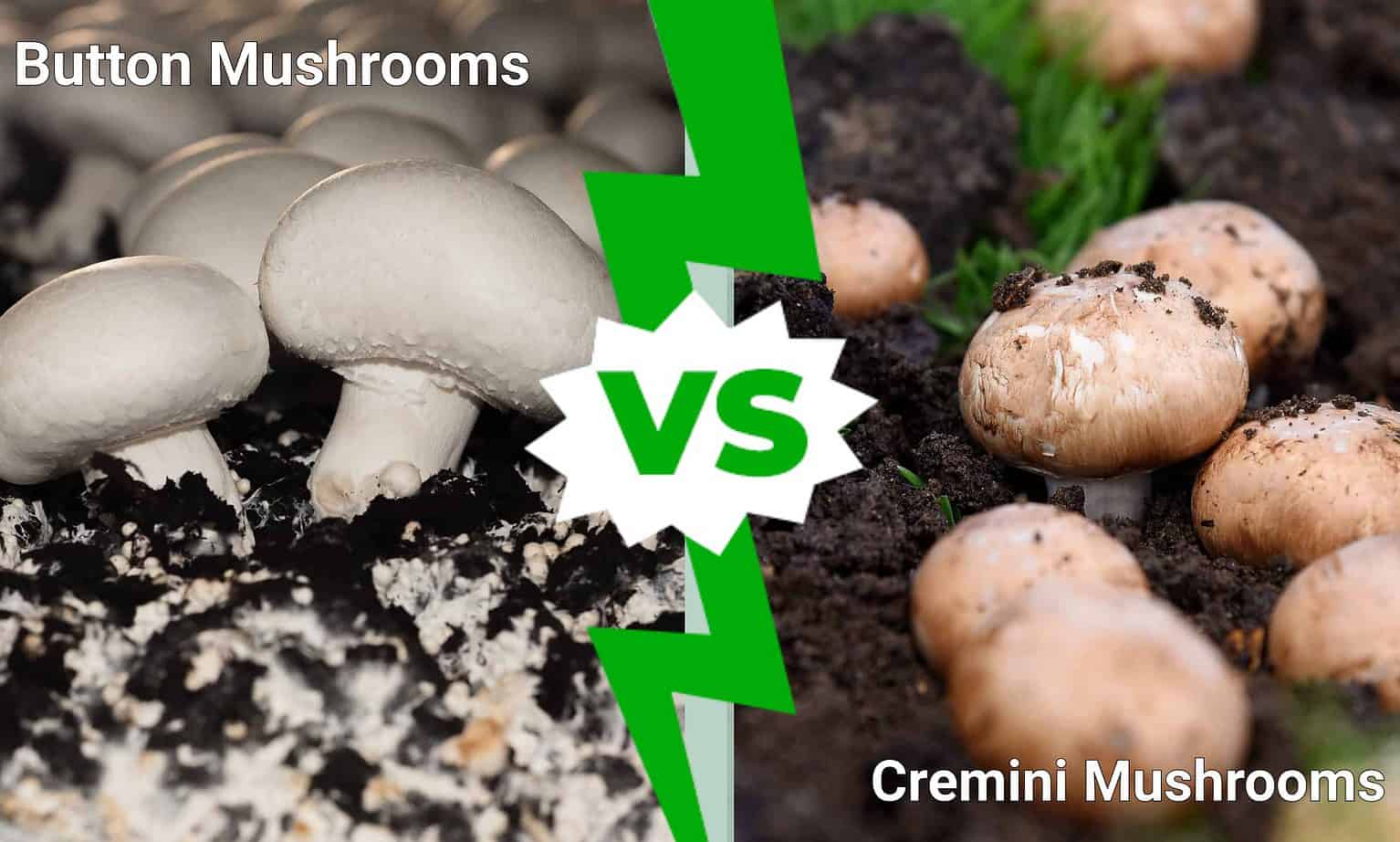 Button Mushrooms vs. Cremini Mushrooms - A-Z Animals