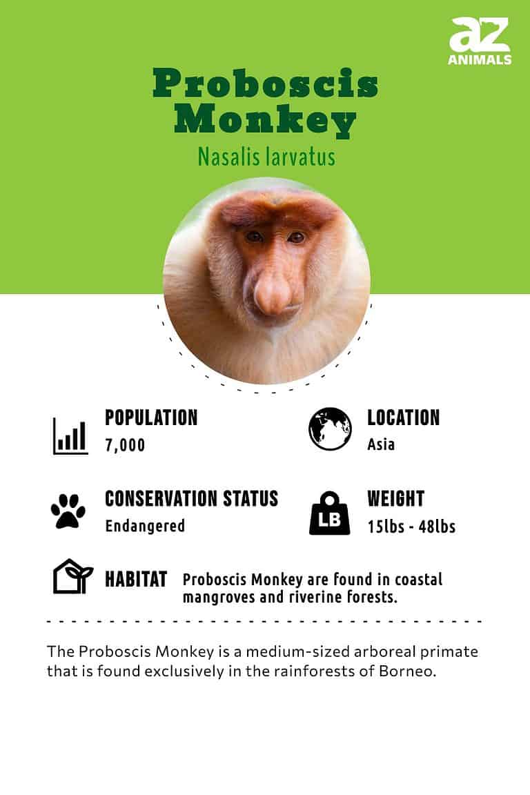 Proboscis Monkey Animal Facts - Nasalis larvatus - A-Z Animals