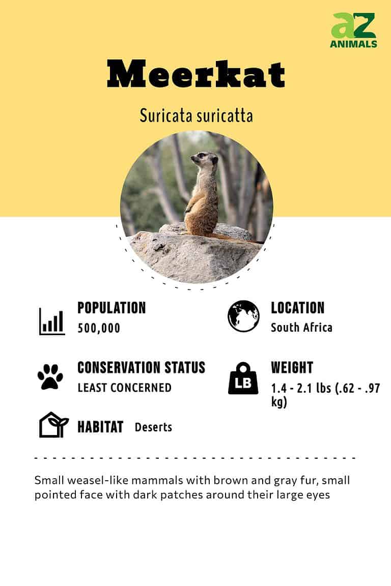 Meerkat Animal Facts - Suricata suricatta - A-Z Animals