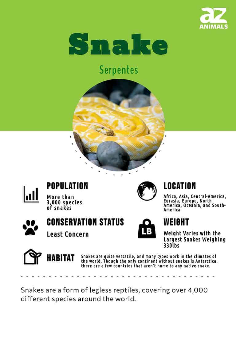 Snake Animal Facts - A-Z Animals