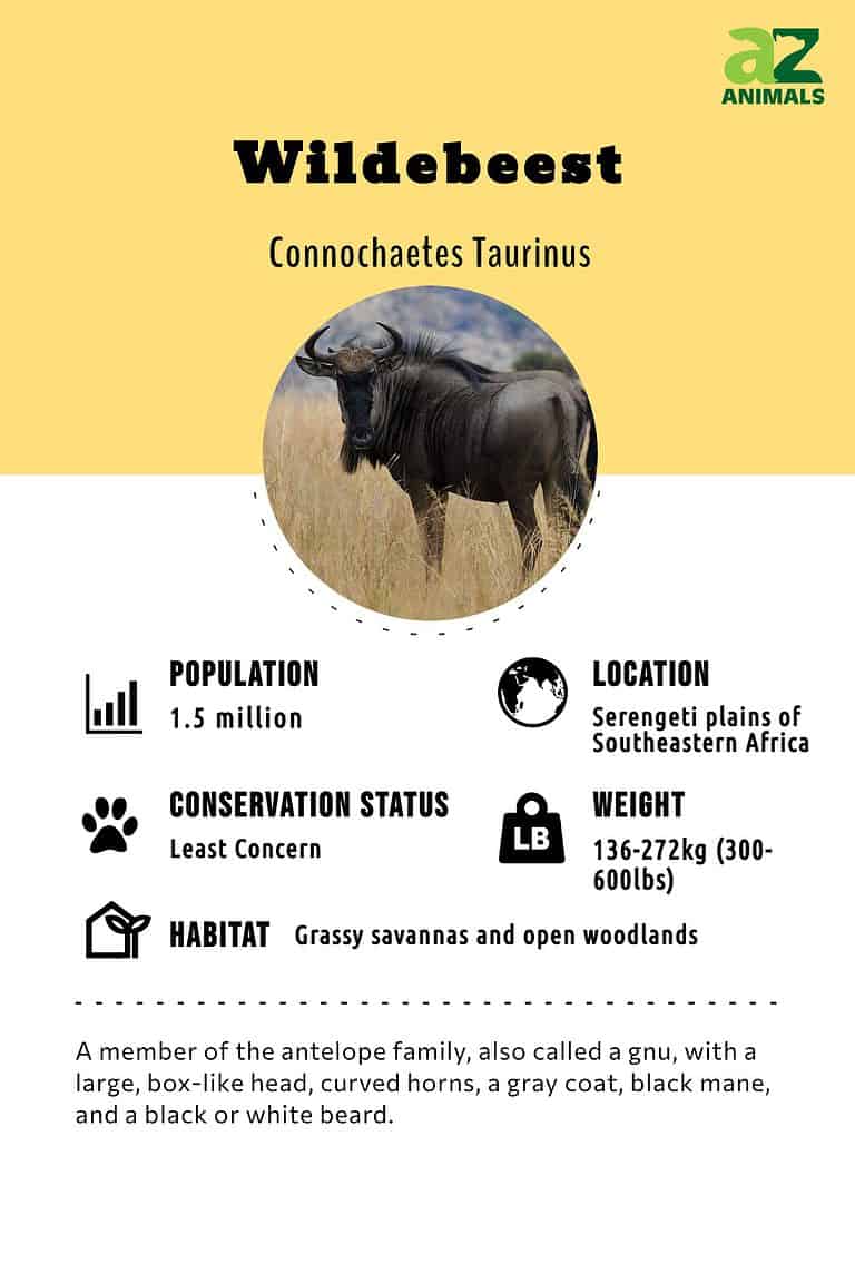 Wildebeest Animal Facts - Connochaetes Taurinus - A-Z Animals