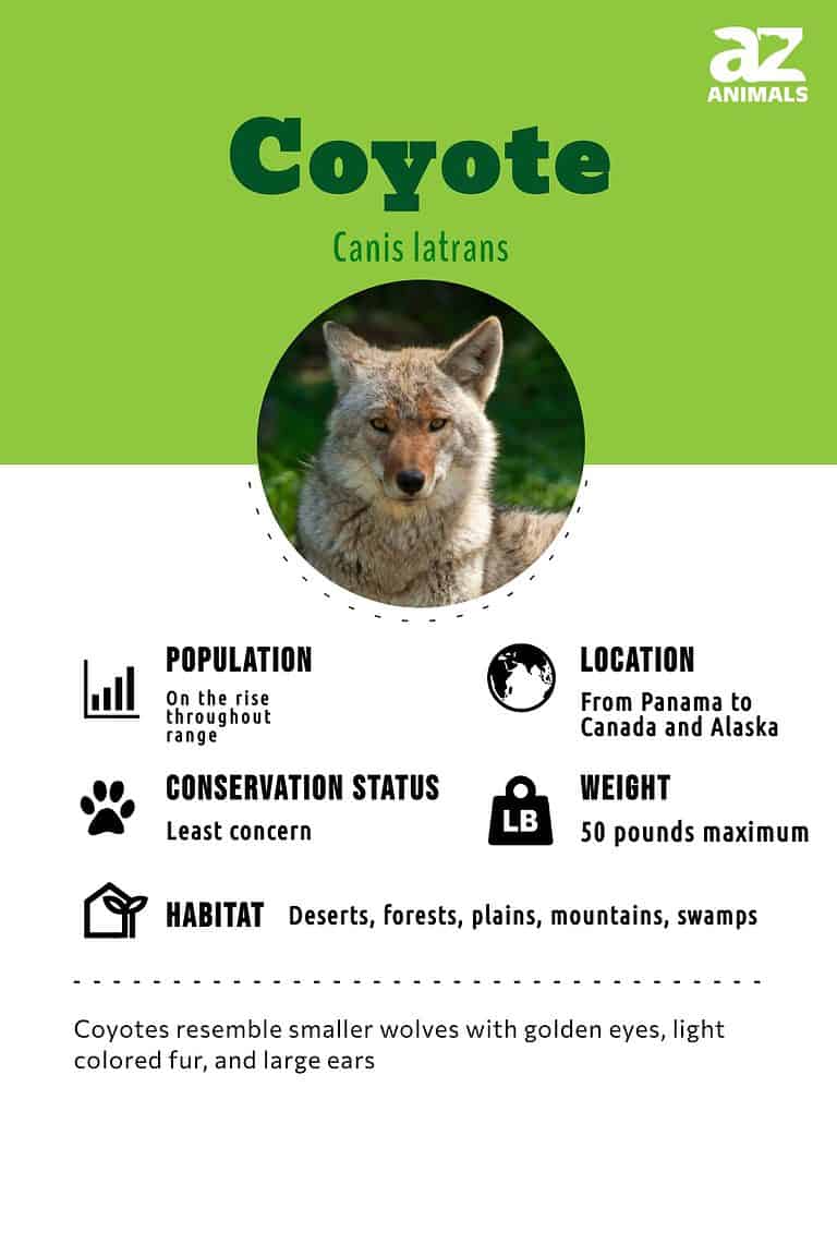 Coyote Animal Facts - Canis latrans - A-Z Animals