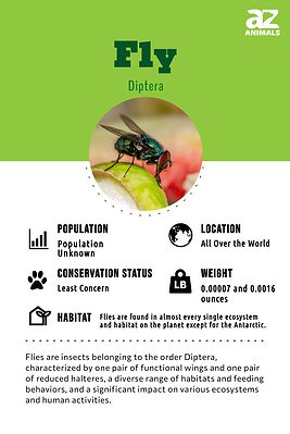 Fly Animal Facts - Diptera - A-Z Animals