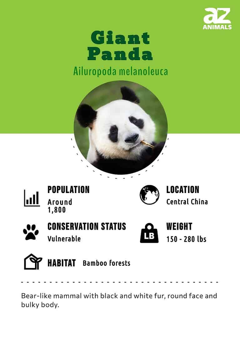Giant Panda Bear Facts - All You Ever Wanted To Know & More - AZ ...