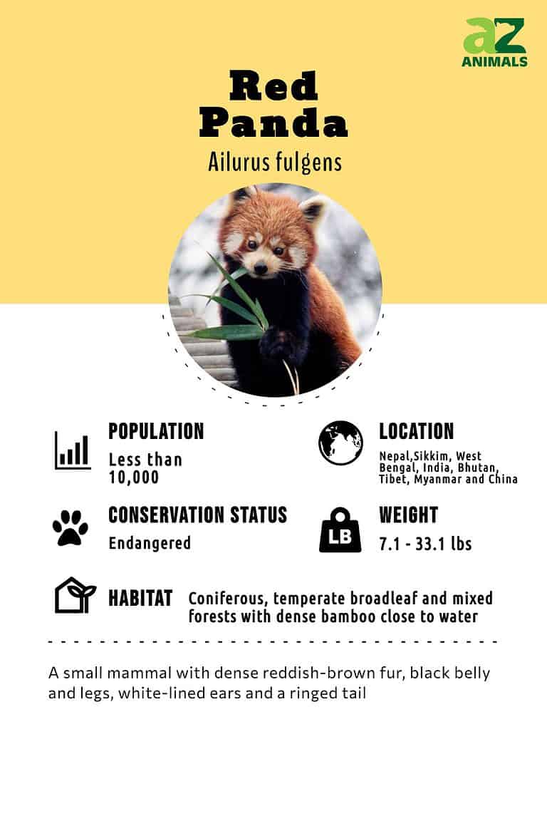Red Panda Animal Facts - Ailurus fulgens - A-Z Animals