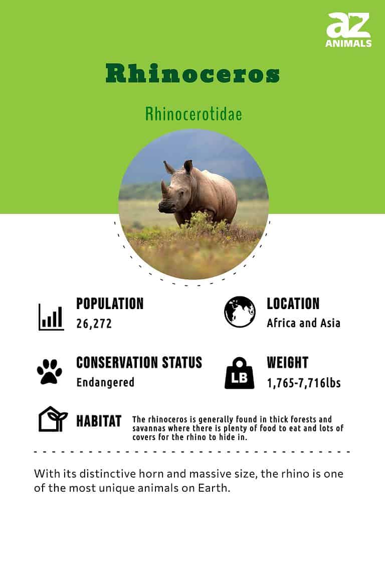 Rhinoceros Animal Facts - Rhinocerotidae - A-Z Animals