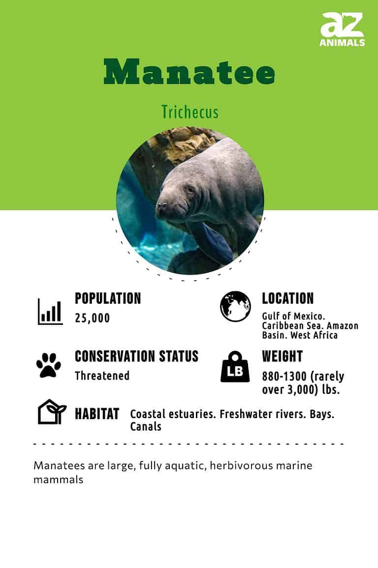 Manatee Animal Facts - A-Z Animals