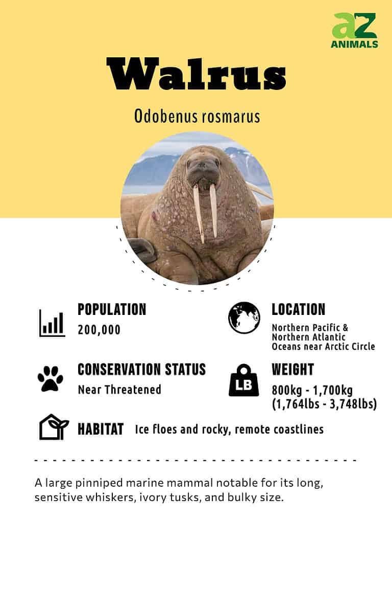 Walrus Animal Facts - Odobenus rosmarus - A-Z Animals
