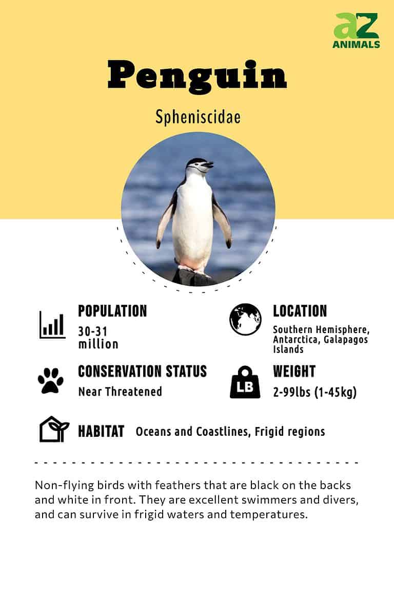Penguin Animal Facts - Sphenisciformes - A-Z Animals