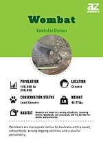 Wombat Animal Facts - Vombatidae - A-Z Animals