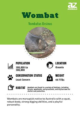 Wombat Animal Facts - Vombatidae - A-Z Animals