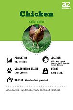 Chicken Bird Facts - Gallus gallus domesticus - A-Z Animals
