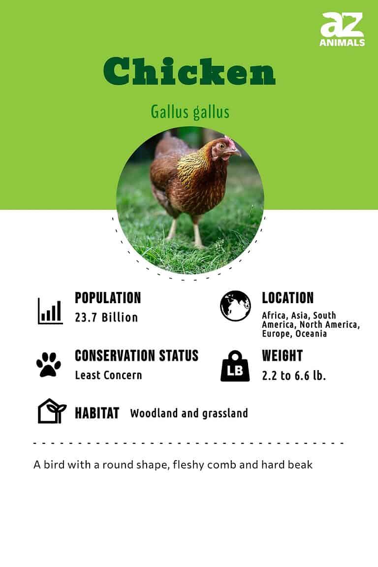 Chicken Bird Facts - Gallus gallus - A-Z Animals