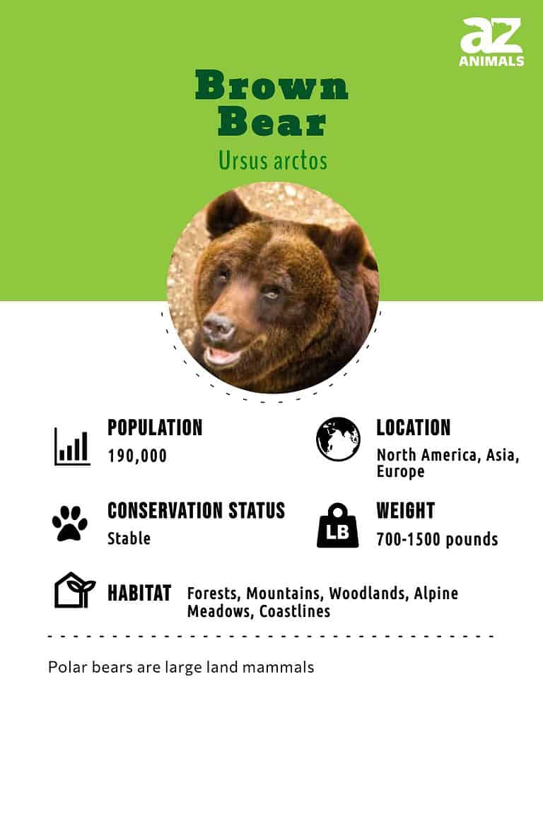 Brown Bear Animal Facts - Ursus arctos - A-Z Animals