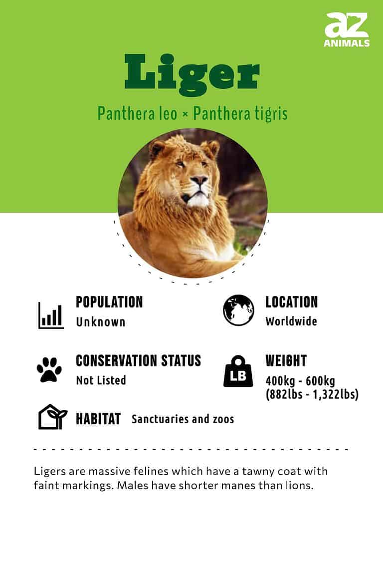 Liger Animal Facts - Panthera leo × Panthera tigris - A-Z Animals