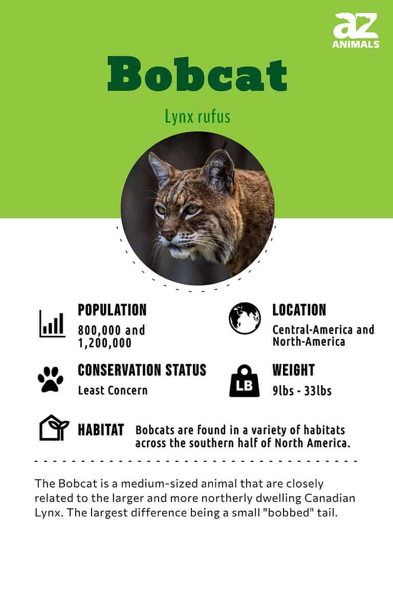 Bobcat Animal Facts - Lynx rufus - A-Z Animals