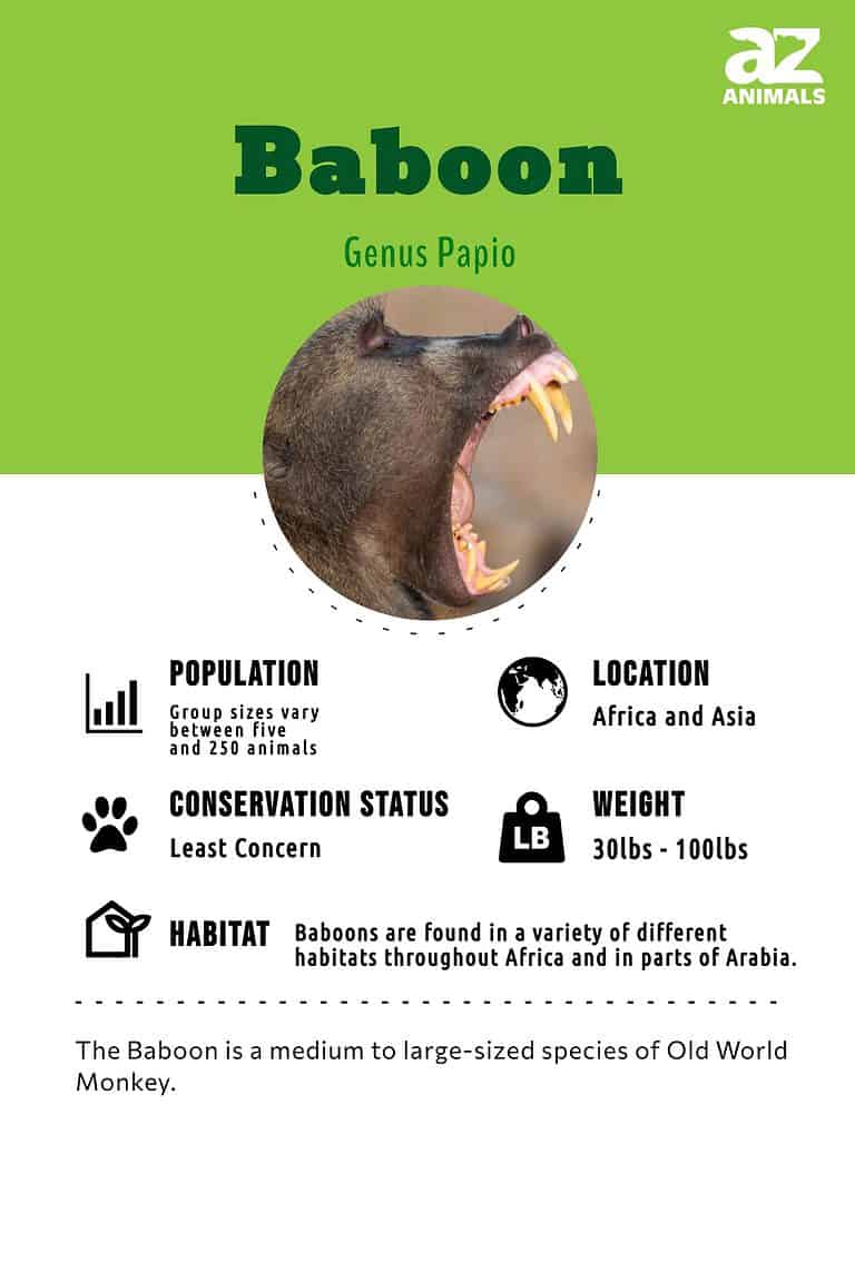 Baboon Animal Facts - Papio - A-Z Animals
