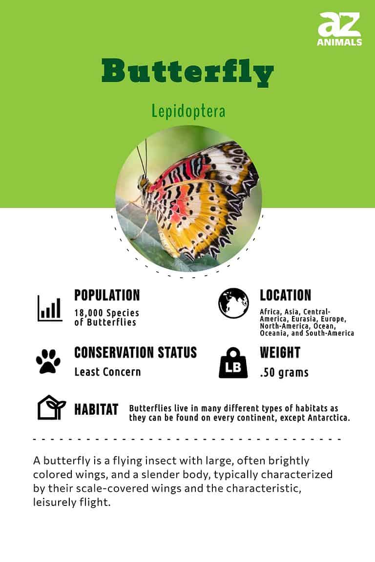 Butterfly Insect Facts - A-Z Animals