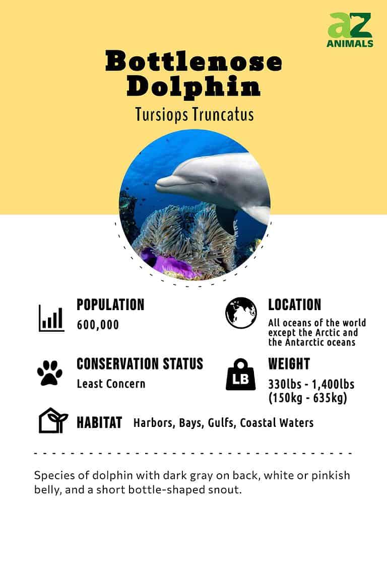 Bottlenose Dolphin Animal Facts - Tursiops Truncatus - A-Z Animals