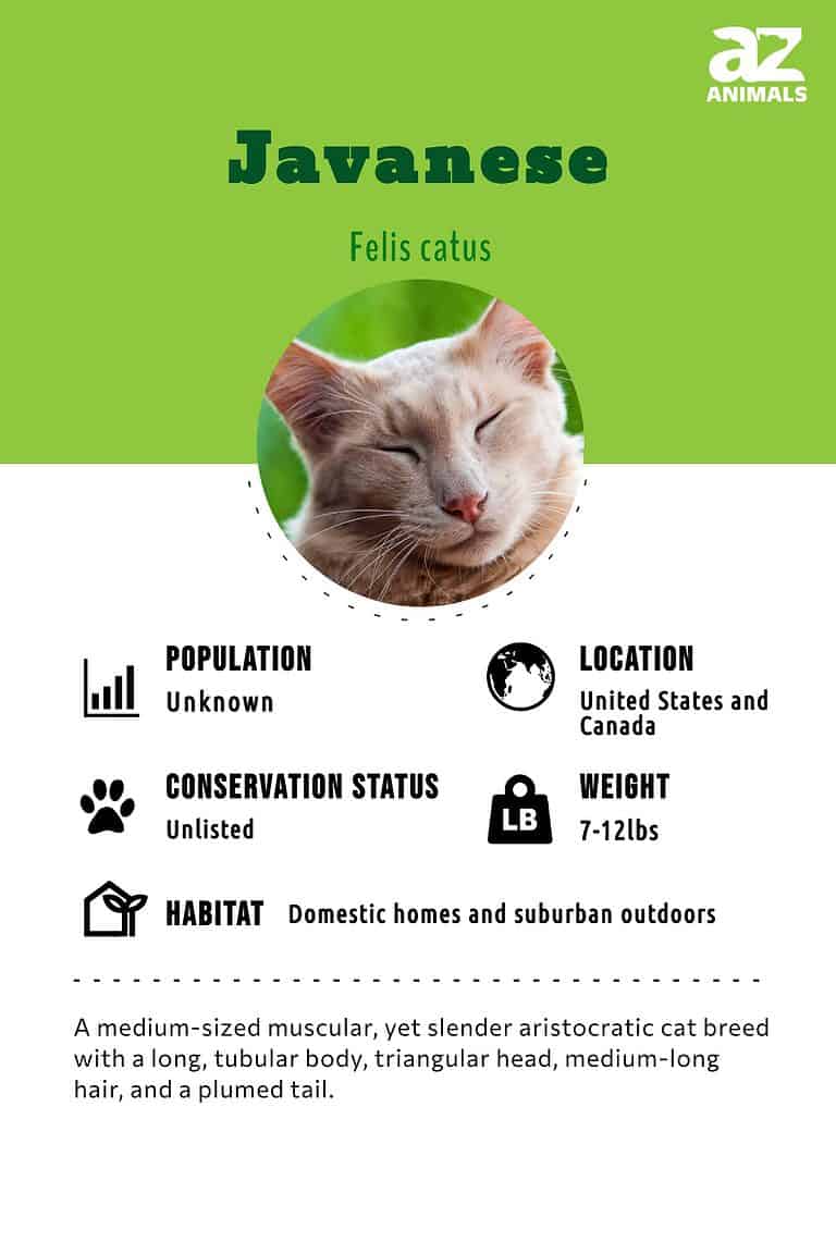 Javanese Cat Breed Complete Guide - A-Z Animals