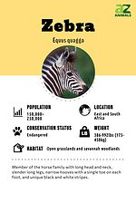 Zebra Animal Facts - Equus - A-Z Animals