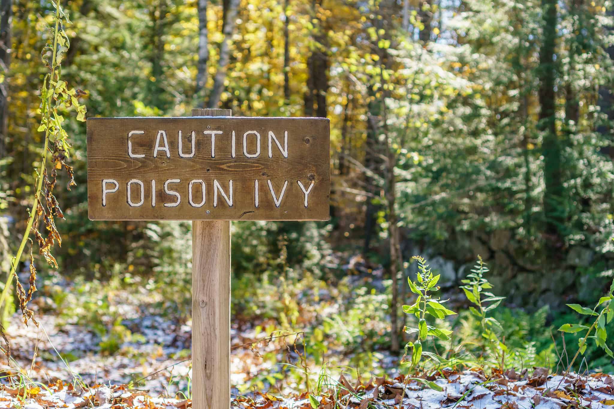 These 6 Poisonous Plants Found in South Carolina Are Very Dangerous - A ...