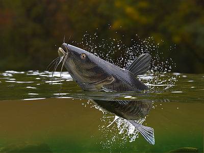 Yellow Bullhead Animal Facts - Ameiurus natalis - A-Z Animals
