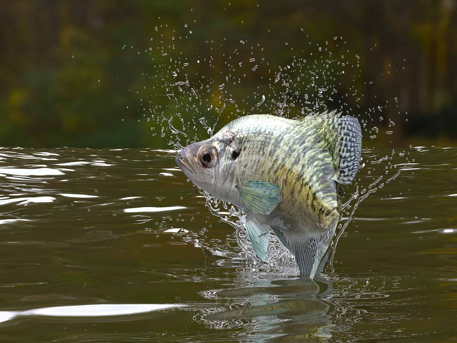 Exploring the Freshwater Fish and Wildlife of the Cumberland River - A ...