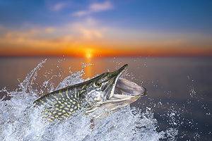 Tiger Muskellunge (Muskie) - A-Z Animals