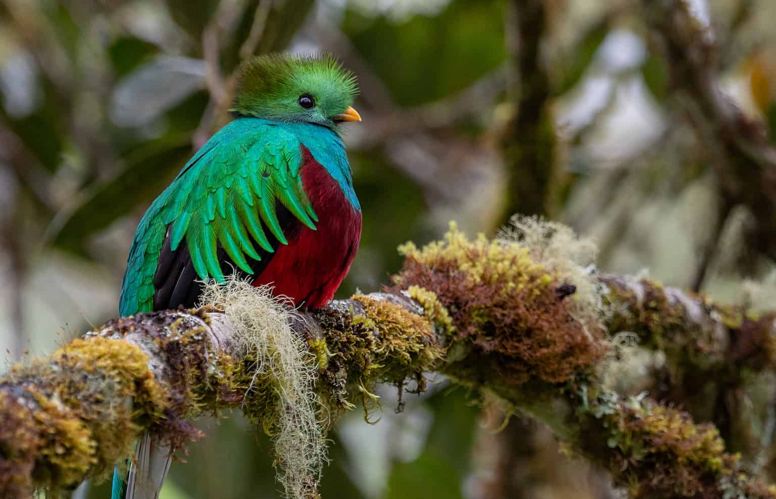 Resplendent Quetzal: National Bird of Guatemala - AZ Animals