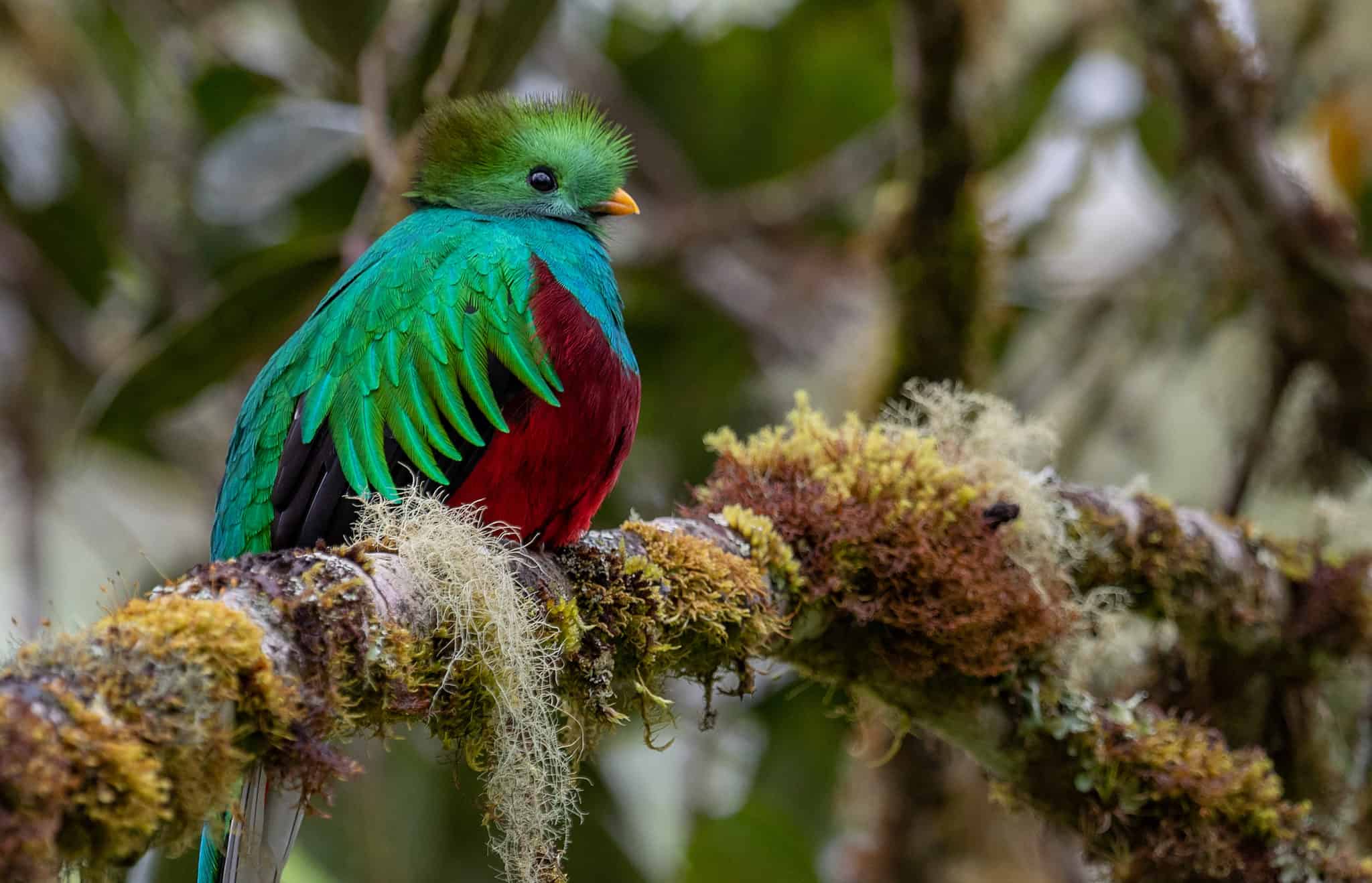 Resplendent Quetzal: National Bird of Guatemala - AZ Animals
