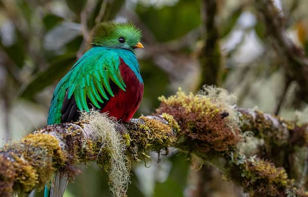 Quetzal Animal Facts - Pharomachrus mocinno - A-Z Animals