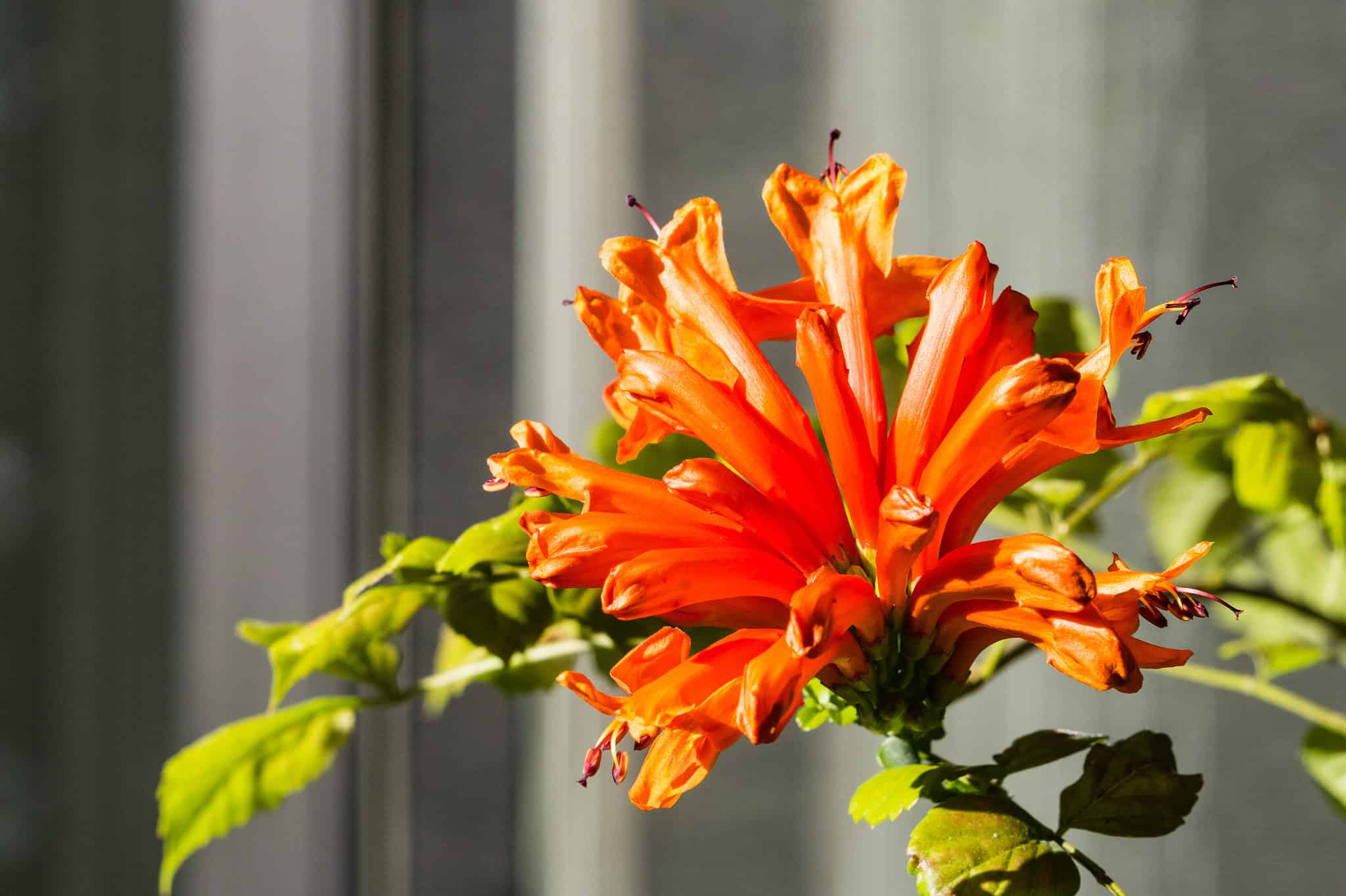 Cape Honeysuckle Varieties, Care Guide, Propagation Tips & More