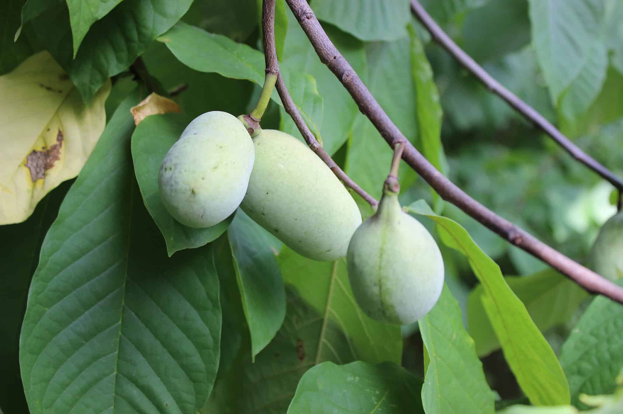 12 Delicious Fruits Native to North America - A-Z Animals