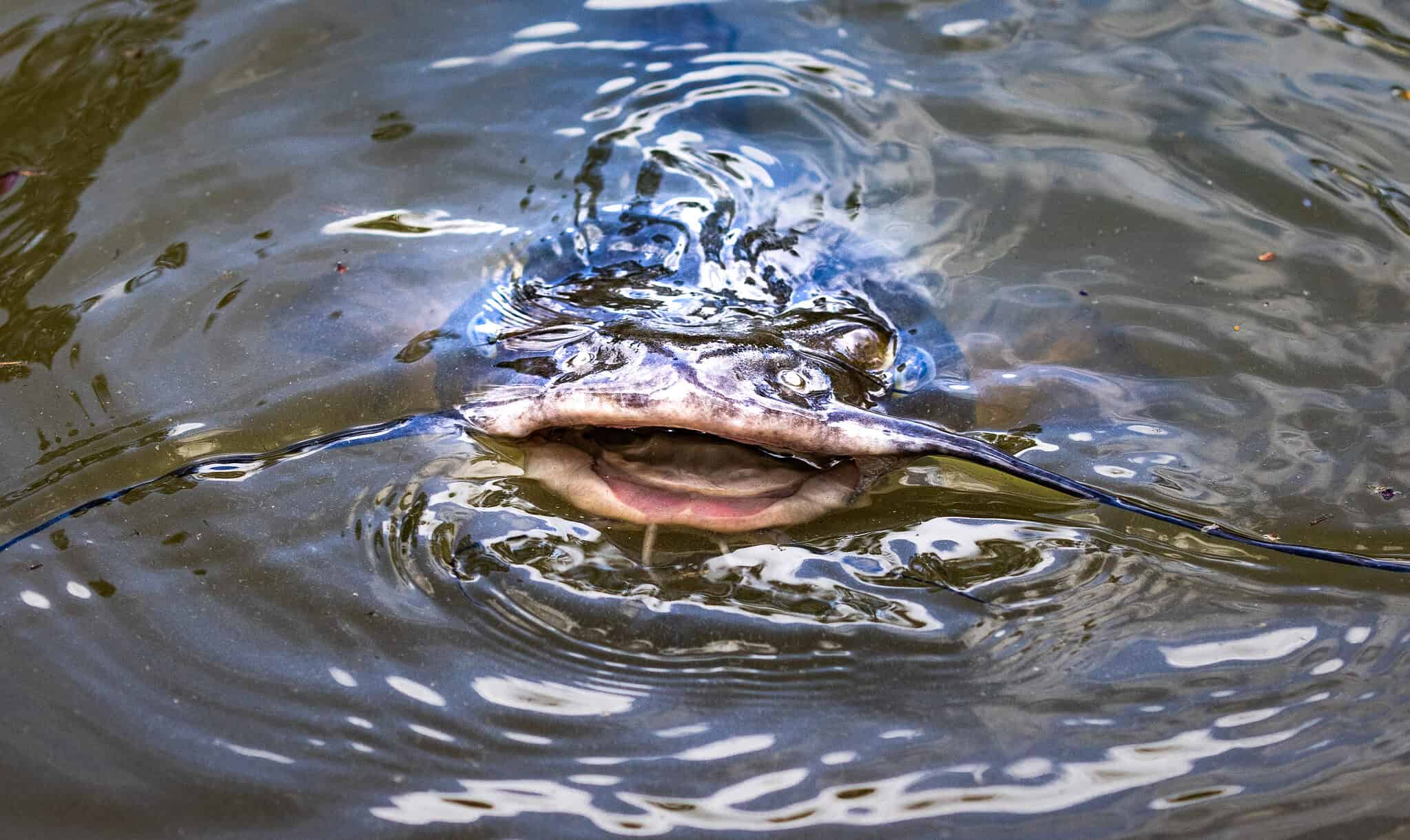 Yellow Bullhead: Adaptable American Catfish Fish Facts - Ameiurus ...