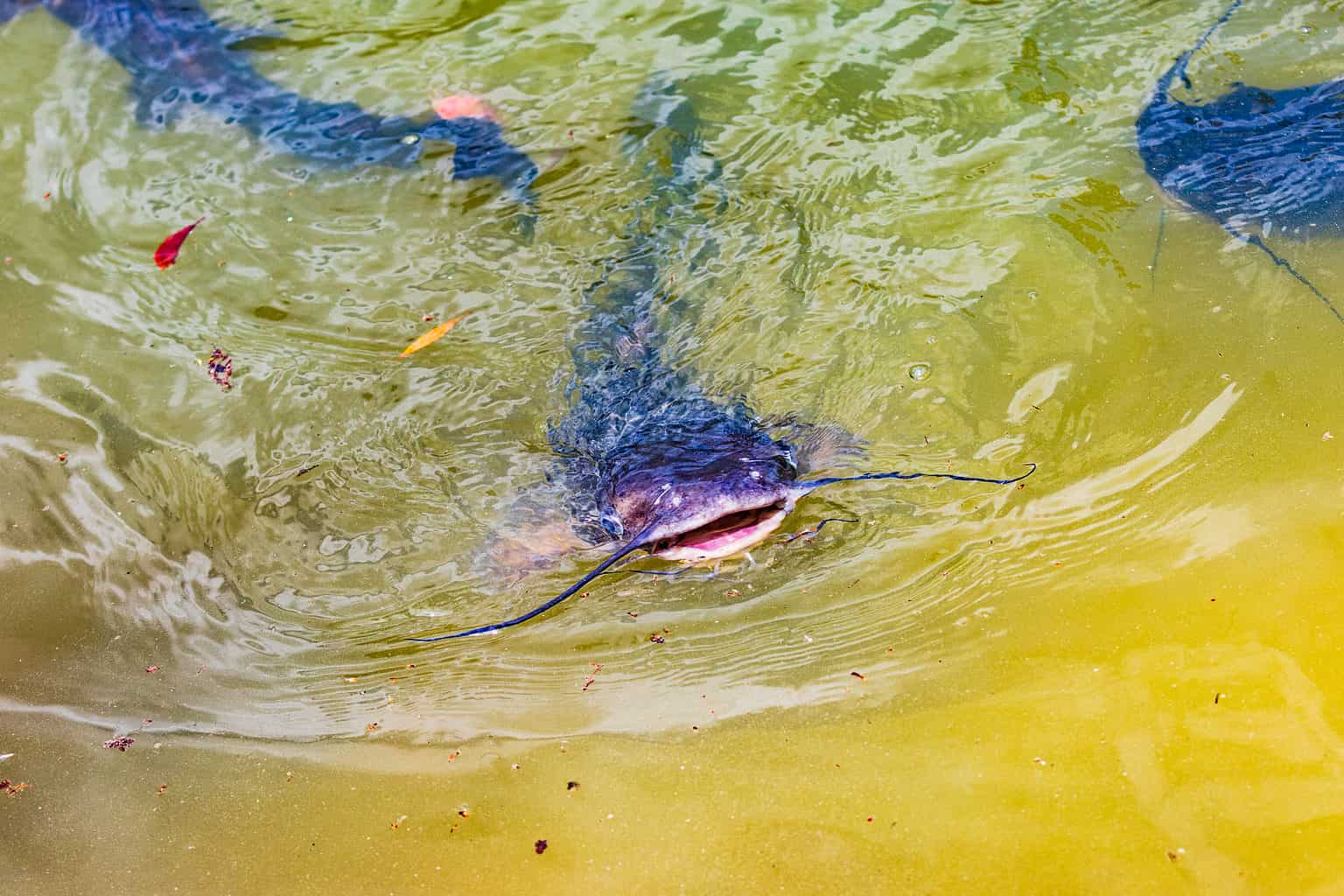 Yellow Bullhead Animal Facts - Ameiurus natalis - A-Z Animals