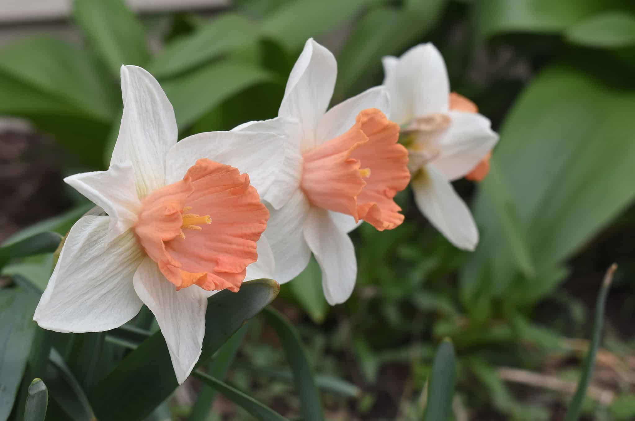 10 Types Of White Daffodils - A-Z Animals