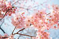 10 Gorgeous Flowering Trees That Thrive in Virginia - A-Z Animals