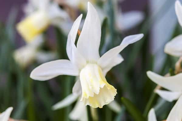 Discover These 9 Rare Types of Daffodils - A-Z Animals