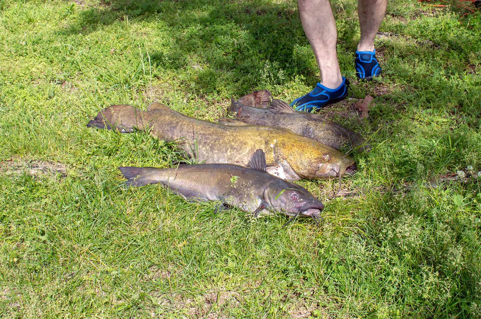 Yellow Bullhead Animal Facts - Ameiurus natalis - A-Z Animals