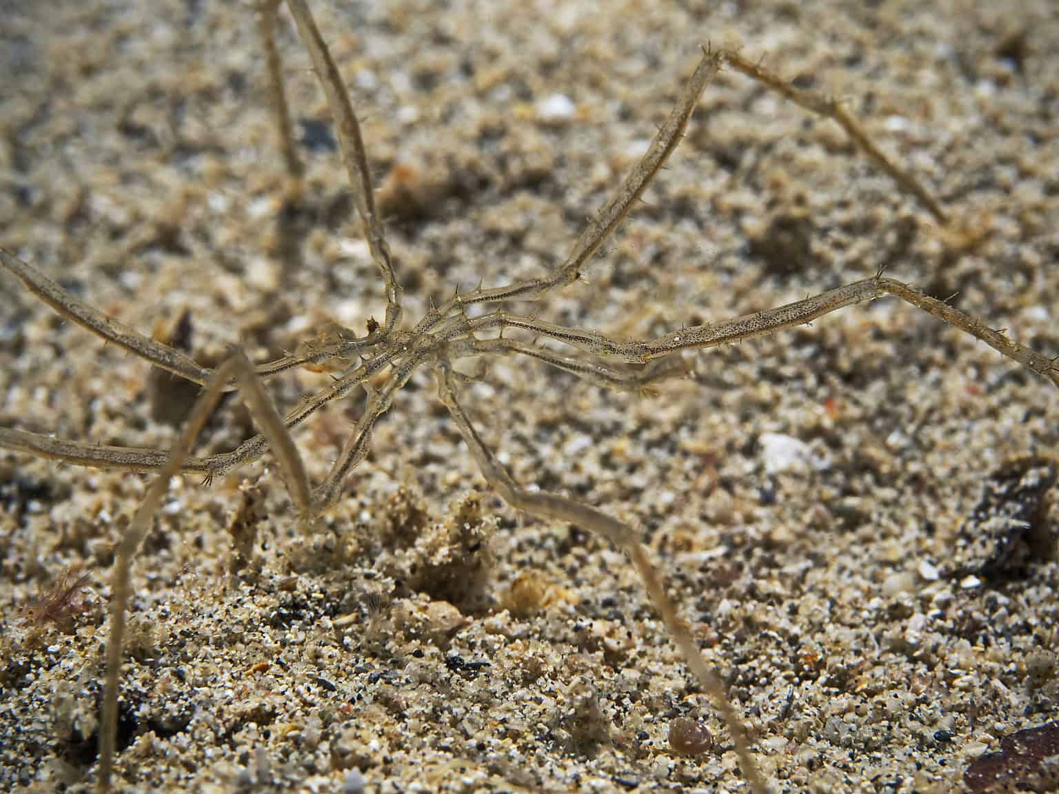 Sea Spider Animal Facts - A-Z Animals